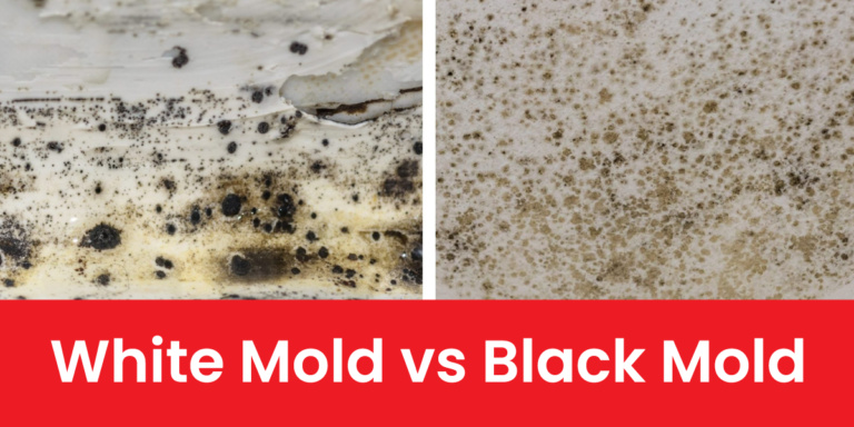 White Mold vs. Black Mold: Key Differences & Removal Tips
